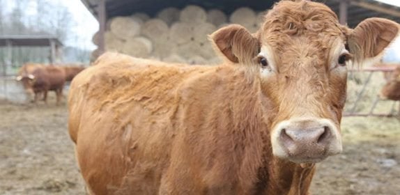 Μία ηρωική αγελάδα από την Πολωνία δραπέτευσε από το σφαγείο και ...