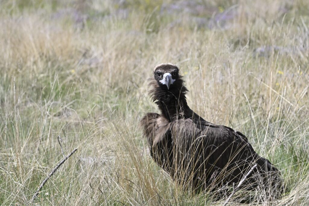 Εβρος: Σε επίπεδα ρεκόρ ο πληθυσμός μαυρόγυπα στη Δαδιά μετά την ...