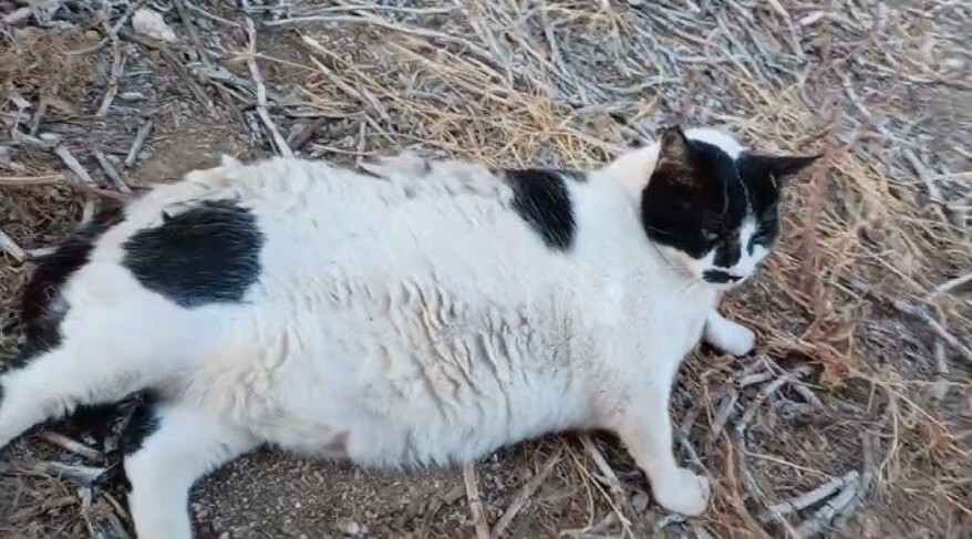 Chonkus Maximus: Η γάτα-θρύλος των Χανίων που έκλεψε την παράσταση από ...