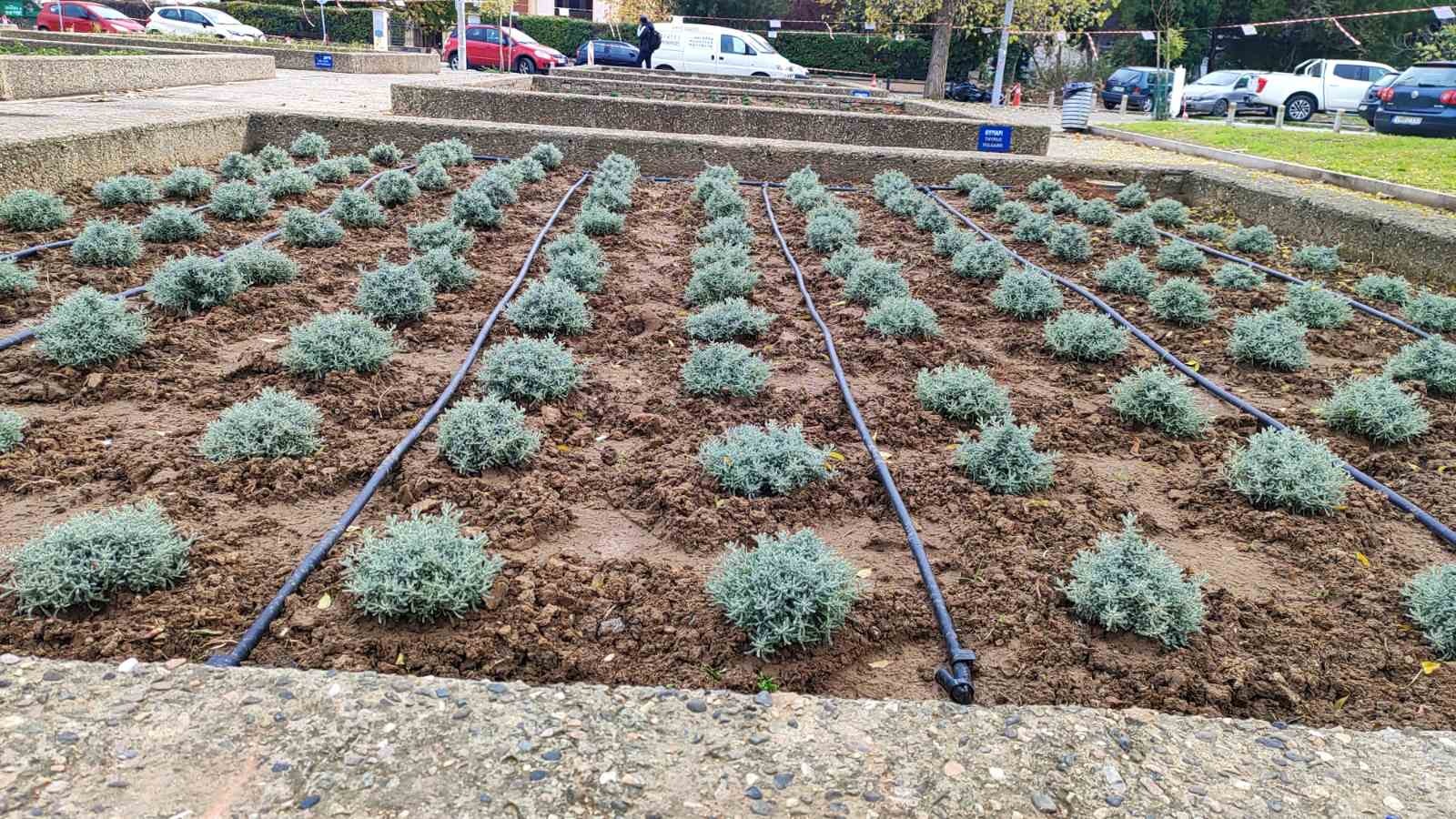 Θεσσαλονίκη: Εκλεψαν τα μυρωδικά που φύτεψε ο Δήμος - «Εξαφανίστηκαν ...