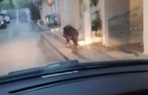 Το είδαμε κι αυτό: Αγριογούρουνο έκοβε βόλτες στο Περιστέρι ...