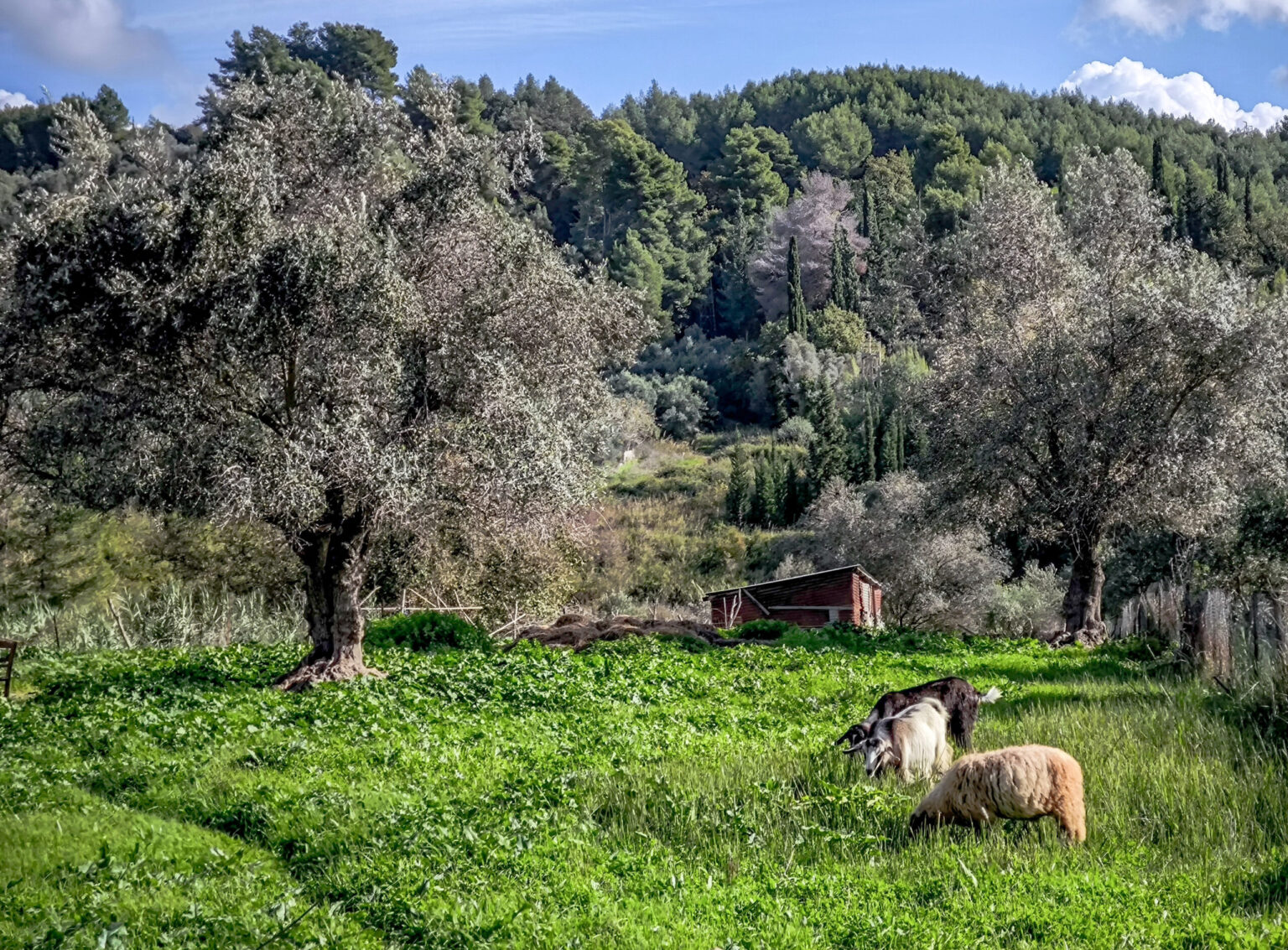 Τα «τελευταία» πρόβατα του Ρουμλουκιού: Ένα κοπάδι, μια συγκλονιστική ...
