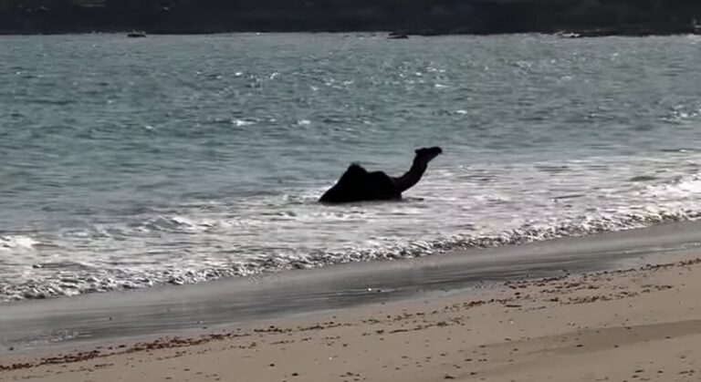 Καμήλα στην Αίγυπτο βρίσκει απίθανη λύση στον καύσωνα: Βουτιά στη ...